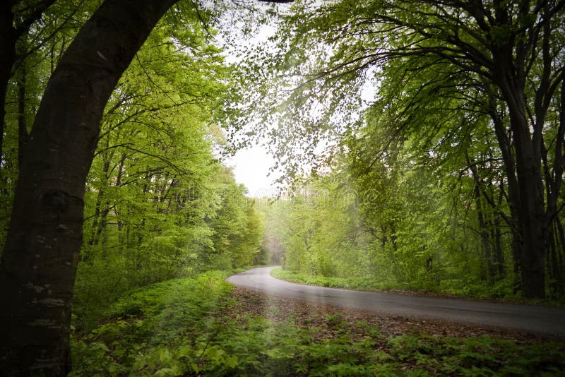 Rural spring road stock photo. Image of soft, landscape - 20417830