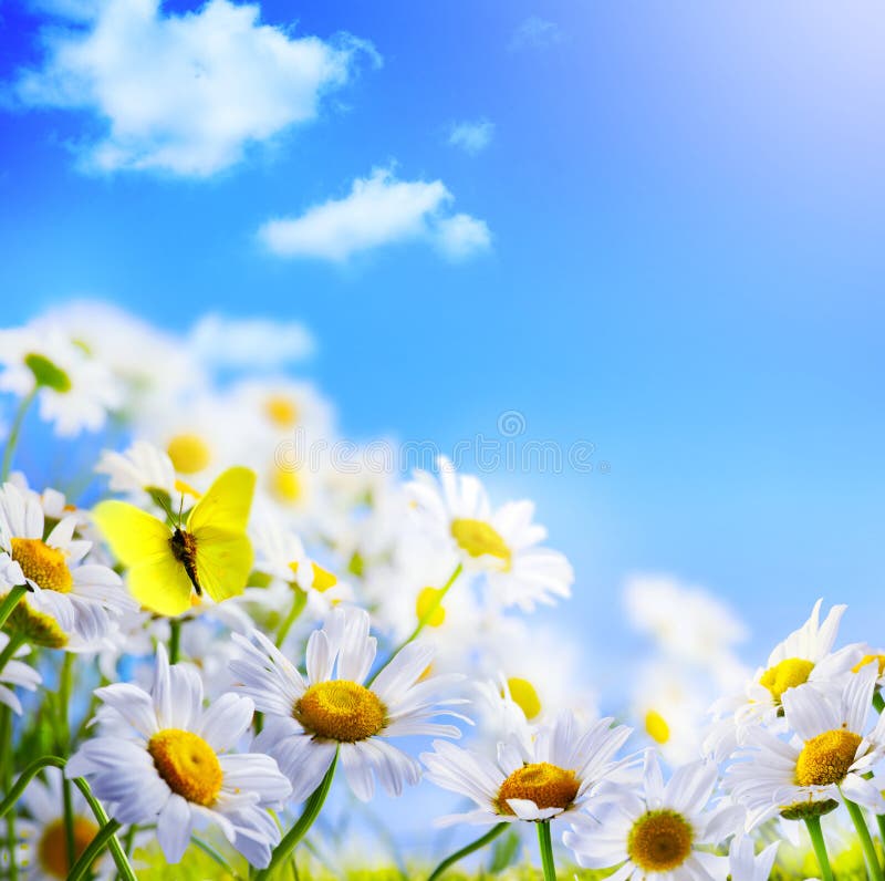Spring background stock photo. Image of wallpaper, daisy - 29336050