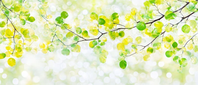 Spring Background - an Abstract Green BannerAn Abstract Green Banner ...