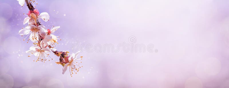 Spring Background, Banner - Flowers of Apricot Tree on the Background ...