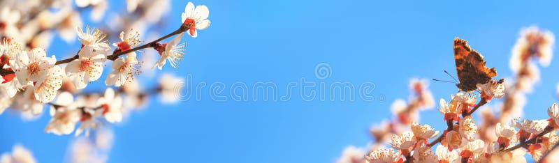 Spring Background, Banner - Flowers of Apricot Tree with the Butterfly ...