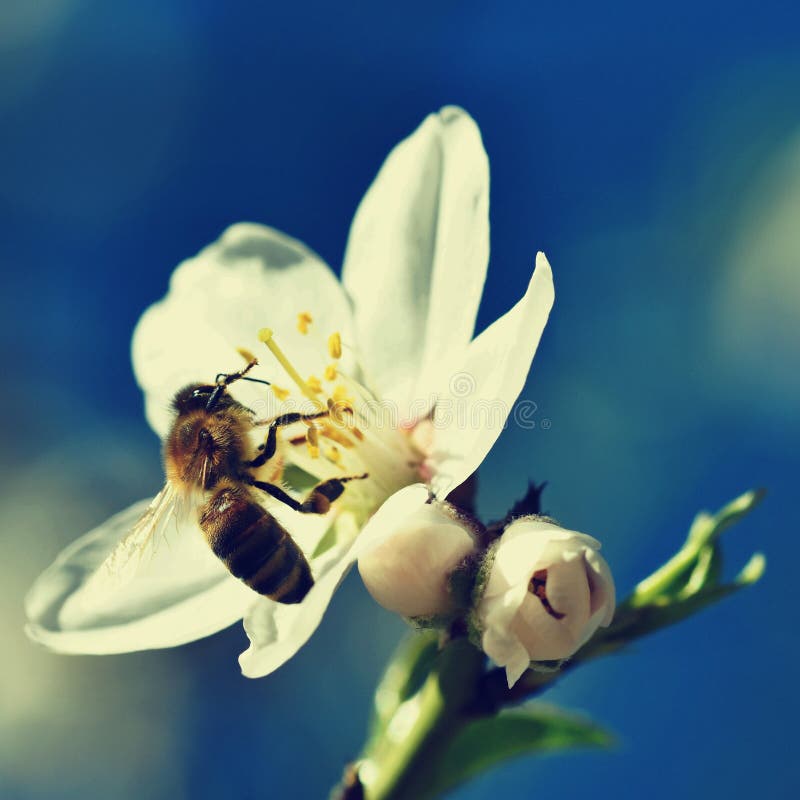 Spring Background. a Beautiful Blooming Tree in Spring with a Flying ...