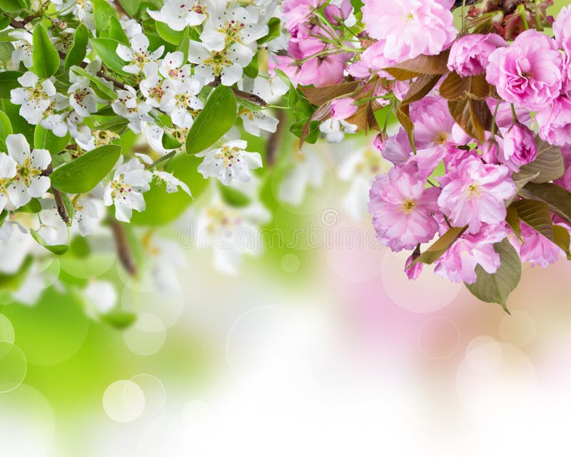 Pink spring blossom stock photo. Image of flowers, nature - 28441792
