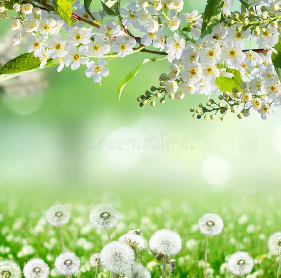 Spring background stock image. Image of botanical, freshness - 41321299