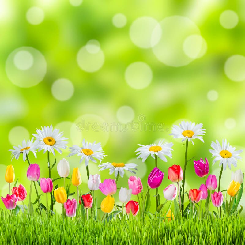 Spring background stock illustration. Illustration of background - 49926598