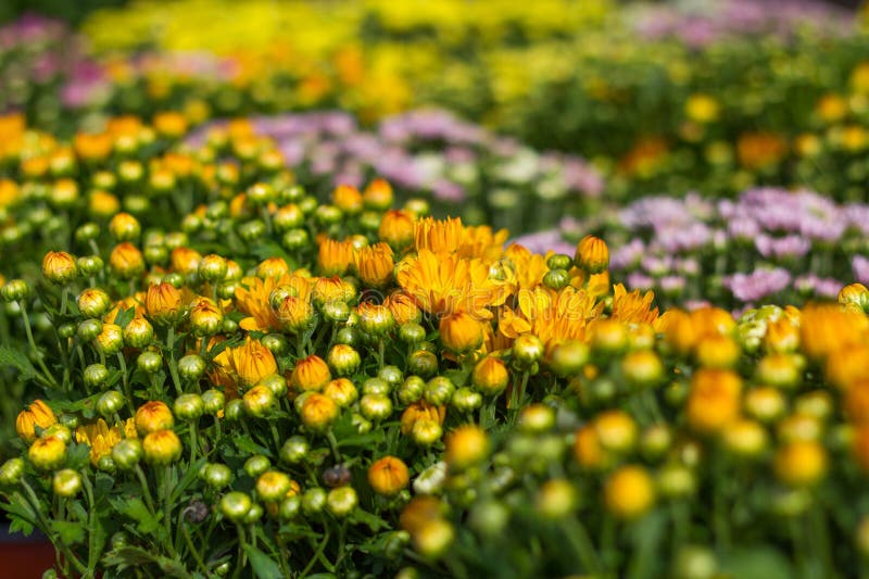 Spring Background with Beautiful Yellow Flowers in Garden Stock Image ...