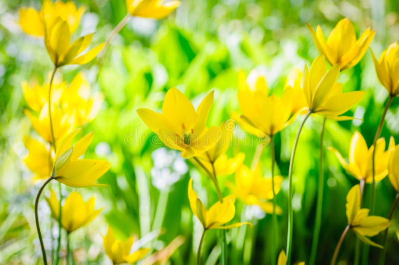 Spring Background with Beautiful Yellow Tulips Stock Image - Image of ...