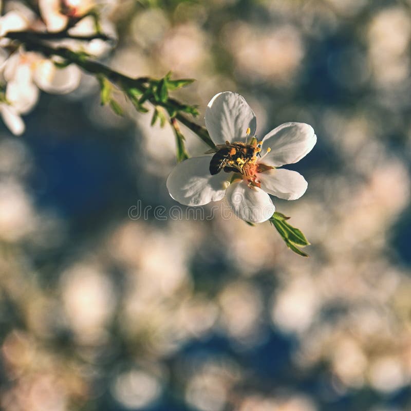 Spring Background. Beautifully Blossoming Tree with a Bee. Flower in ...