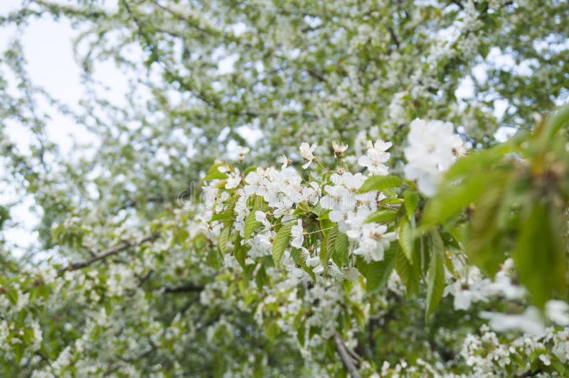 Spring Background. Blooming Apple Tree Stock Photo - Image of beautiful ...
