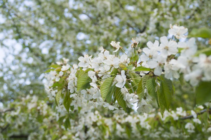 Spring Background. Blooming Apple Tree Stock Photo - Image of beautiful ...