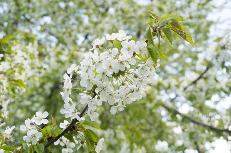 Spring Background. Blooming Apple Tree Stock Photo - Image of beautiful ...