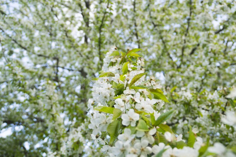 Spring Background. Blooming Apple Tree Stock Photo - Image of beautiful ...