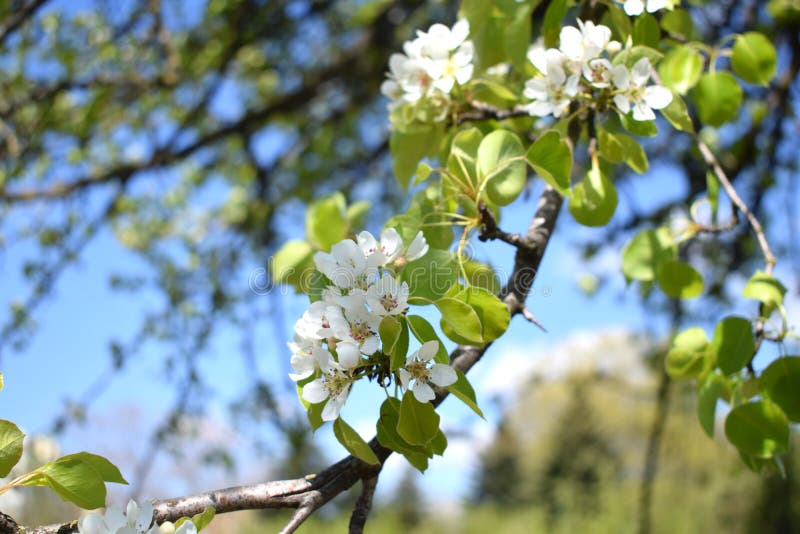 Spring Background. Blooming Apple Tree Stock Photo - Image of beautiful ...