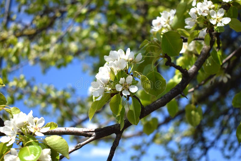 Spring Background. Blooming Apple Tree Stock Photo - Image of beautiful ...