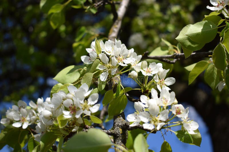 Spring Background. Blooming Apple Tree Stock Photo - Image of beautiful ...