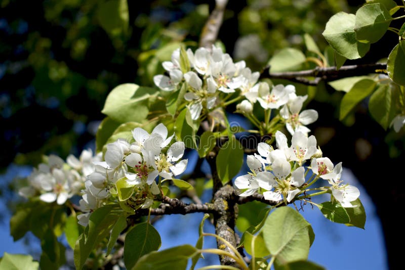 Spring Background. Blooming Apple Tree Stock Photo - Image of beautiful ...