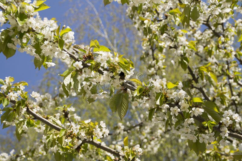 Spring Background. Blooming Apple Tree Stock Photo - Image of beautiful ...