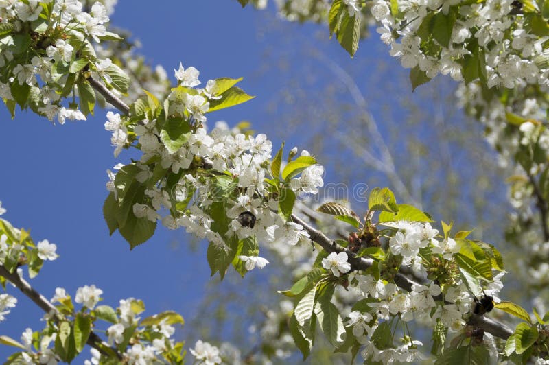 Spring Background. Blooming Apple Tree Stock Photo - Image of beautiful ...