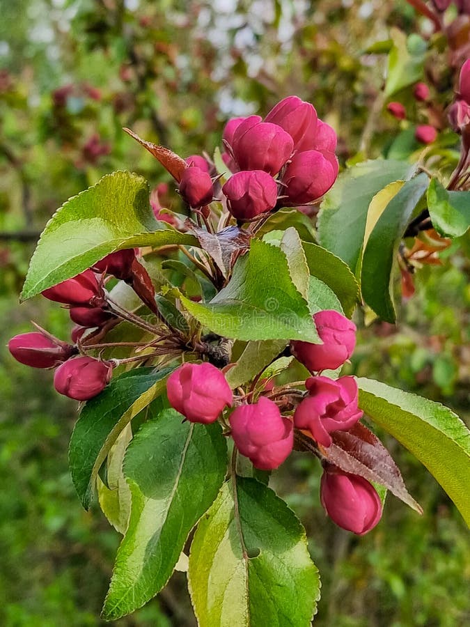 Spring Background with Blooming Apple Tree. Pink Flowers, Blooming Pink ...