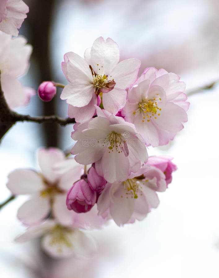 Spring Background Blooming Garden Blooming Twig.twig with Flowers Stock ...