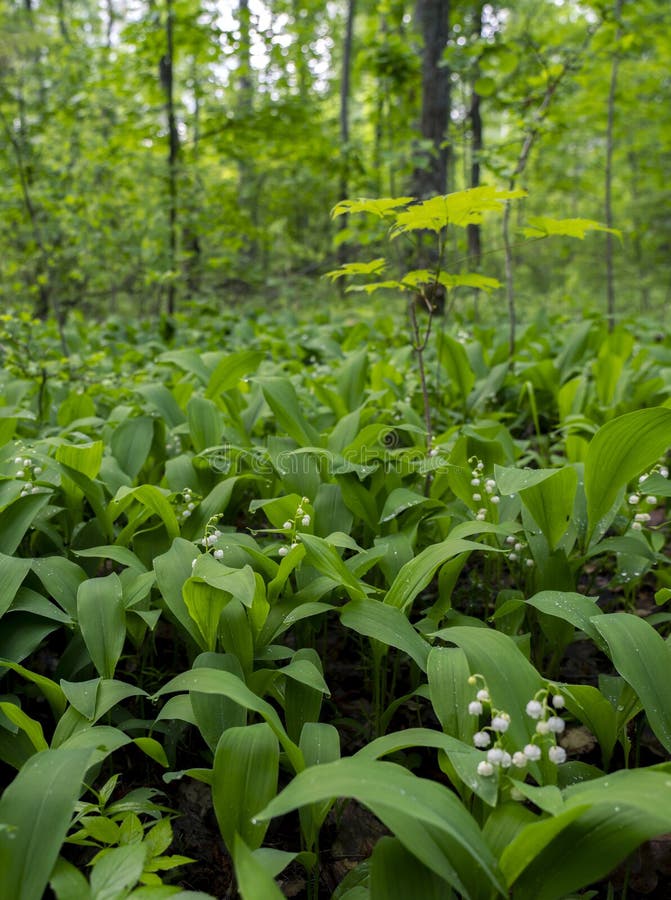 Spring, Blooming Lilies of the Valley in the Forest Stock Photo - Image ...