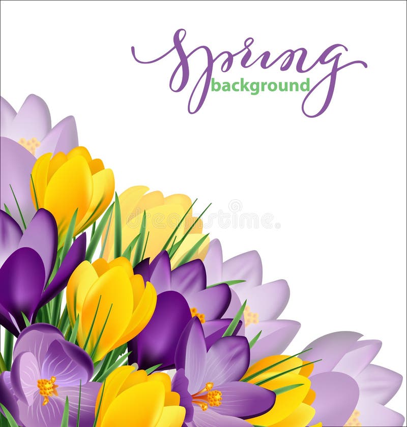Spring Background with Blooming Spring Flowers, Crocuses. Vector Stock ...