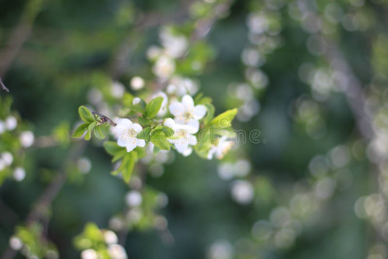 Spring Background with Blooming Trees Stock Image - Image of pure ...