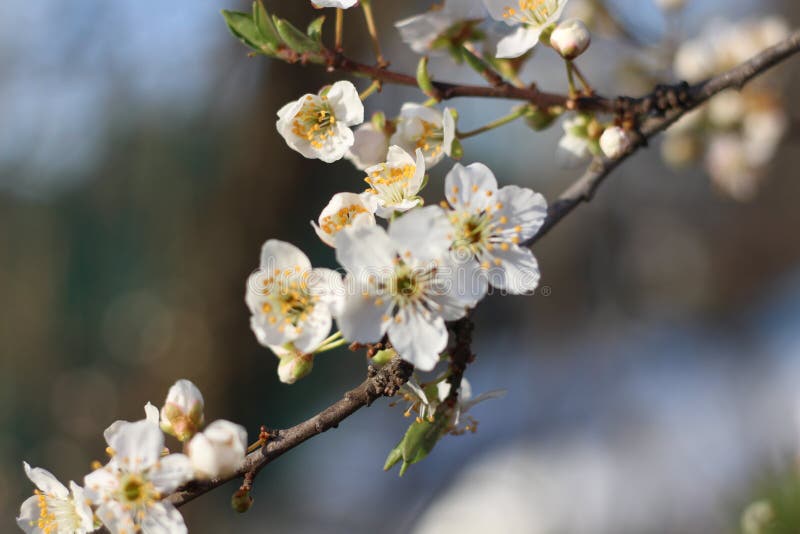 Spring Background with Blooming Trees Stock Photo - Image of growth ...