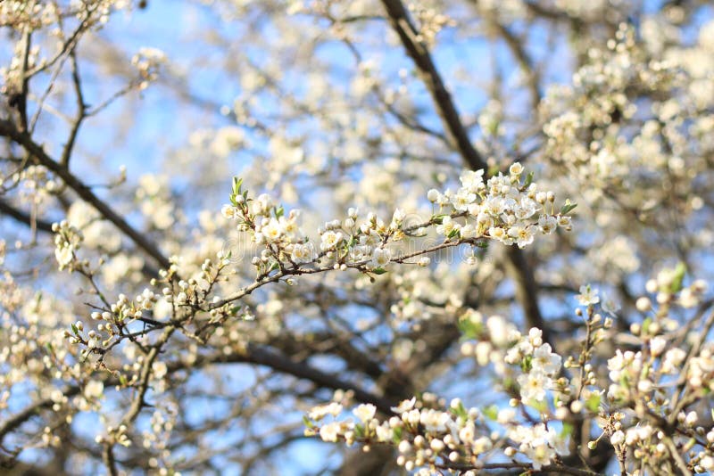 Spring Background with Blooming Trees Stock Image - Image of blossom ...