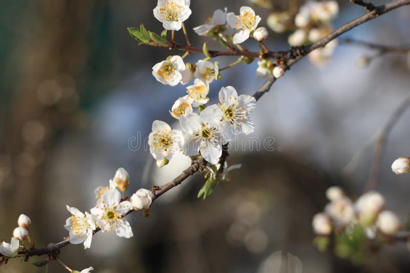 Spring Background with Blooming Trees Stock Image - Image of fresh ...