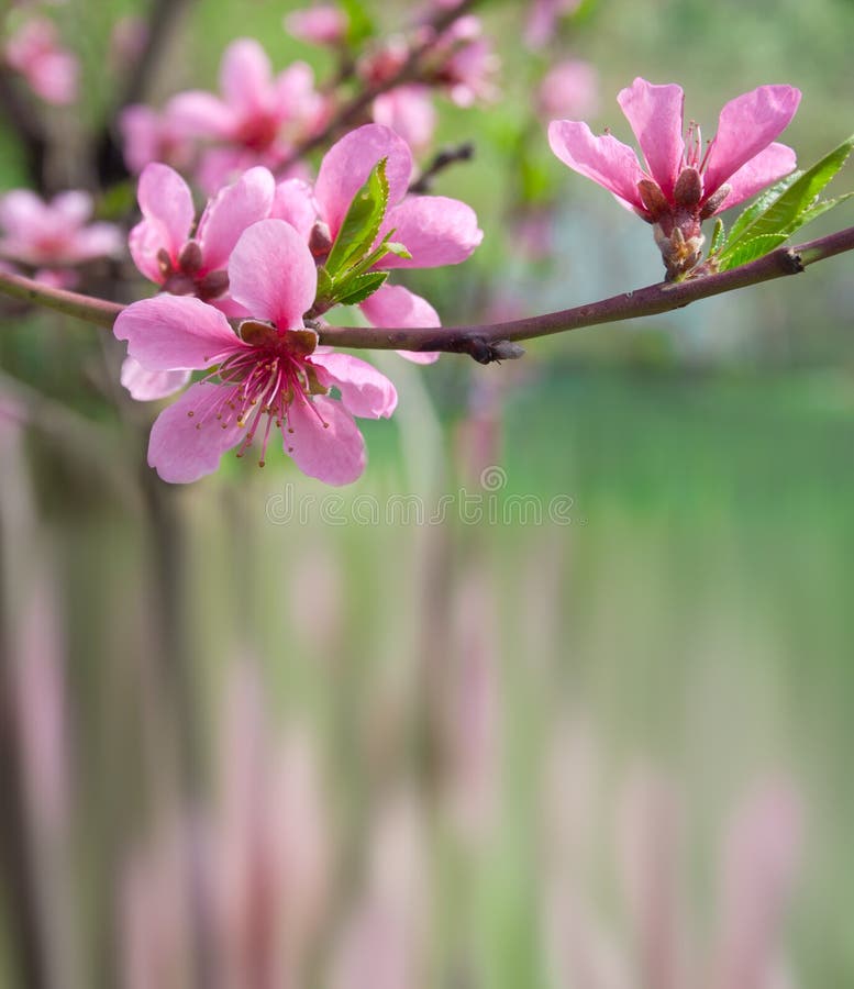Spring Background with Blossoming Peach Stock Photo - Image of beauty ...