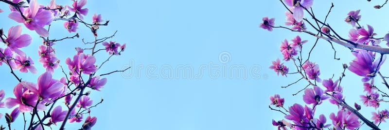 Spring Background Border. Flower and Blue Sky Stock Photo - Image of ...