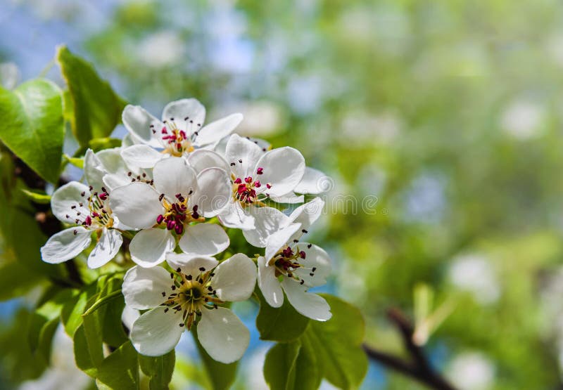 Spring Background.Branch of Flowering Pear Tree Stock Photo - Image of ...