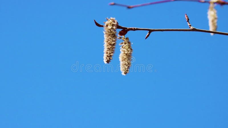 Spring Background - Branches with Budding Aspen Buds Swaying in the ...