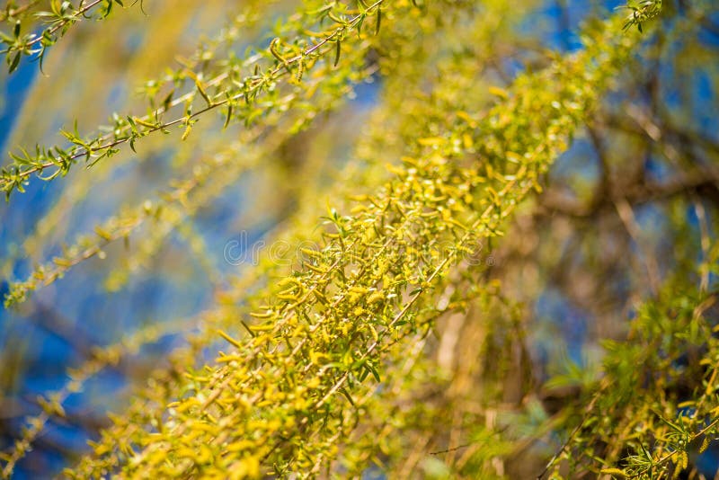 Spring Background with Fresh Willow Leaves Stock Image - Image of ...