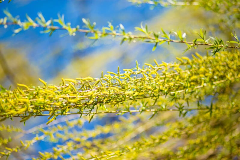 Fresh Willow Flowers in Spring Stock Photo - Image of willow, fragile ...