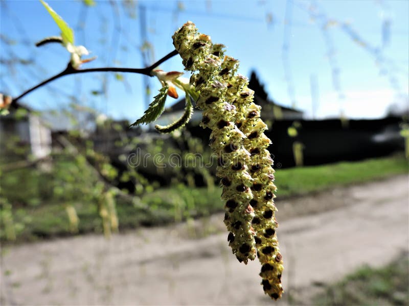 Spring Background with Buds of Birch Tree in May Stock Image - Image of ...