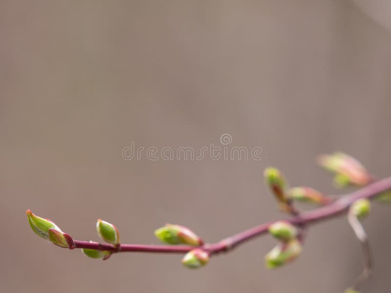 Spring buds stock photo. Image of spring, growth, leaves - 30590686