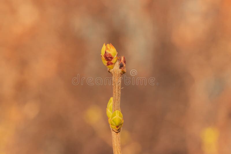 Buds on Trees in Spring. Tree Buds in Spring. Young Large Buds on ...