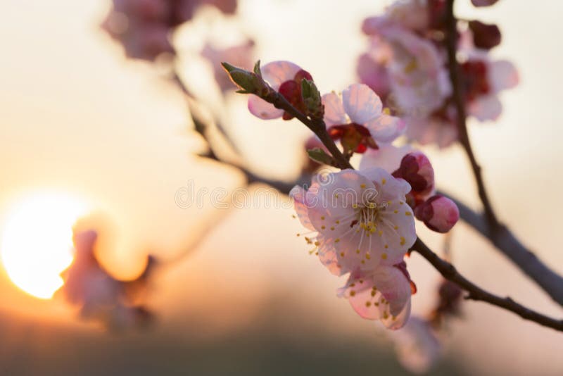 Spring Background of Cherry Blossoms at Sunset Stock Photo - Image of ...