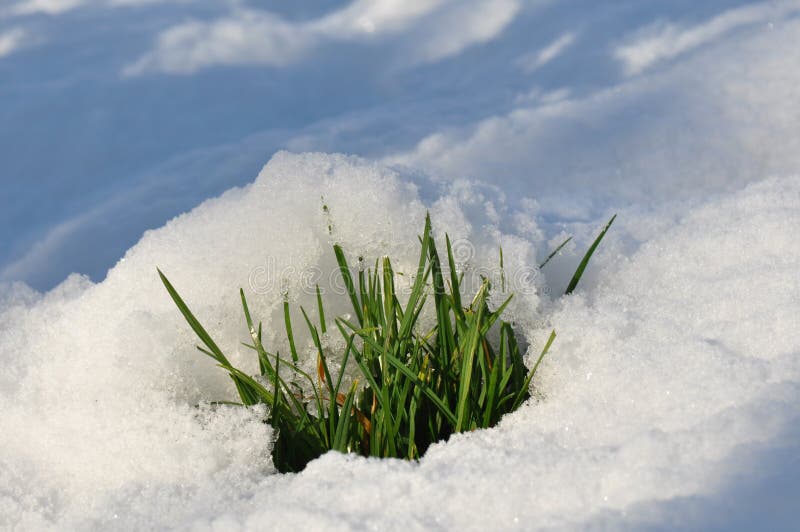 Grass Under Snow in the Spring Stock Photo - Image of snow, melt: 105660968