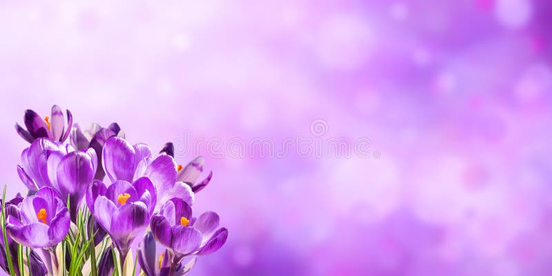 Spring crocus flowers stock image. Image of blossom, concept - 38501485