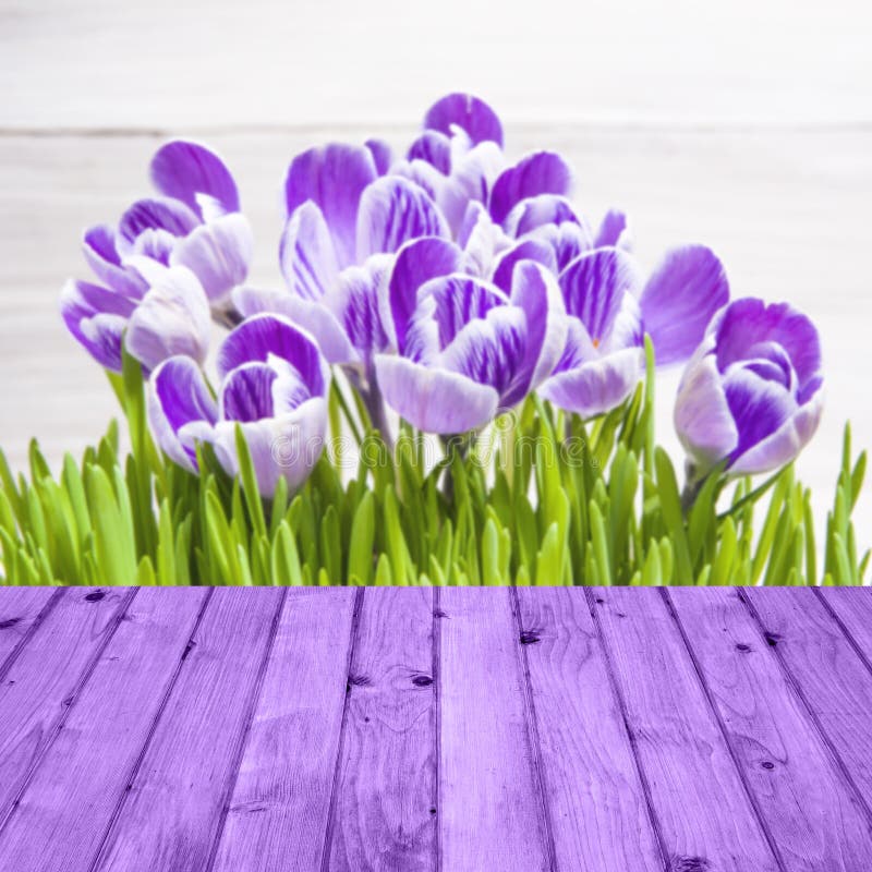Spring Background Crocuses Wooden Panel Stock Photos - Free & Royalty ...