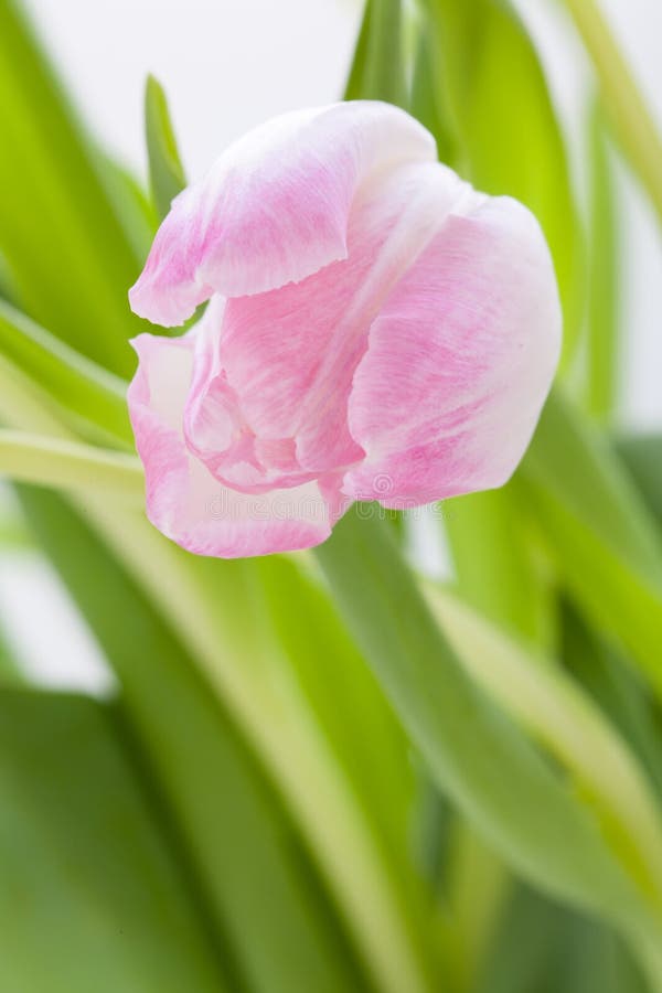 In The Garden, A Closeup Of Pink Dainty Flowers. Stock Image - Image of ...
