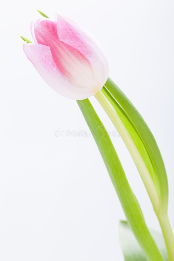 Spring Background of Dainty Pink Tulips Stock Image - Image of ...