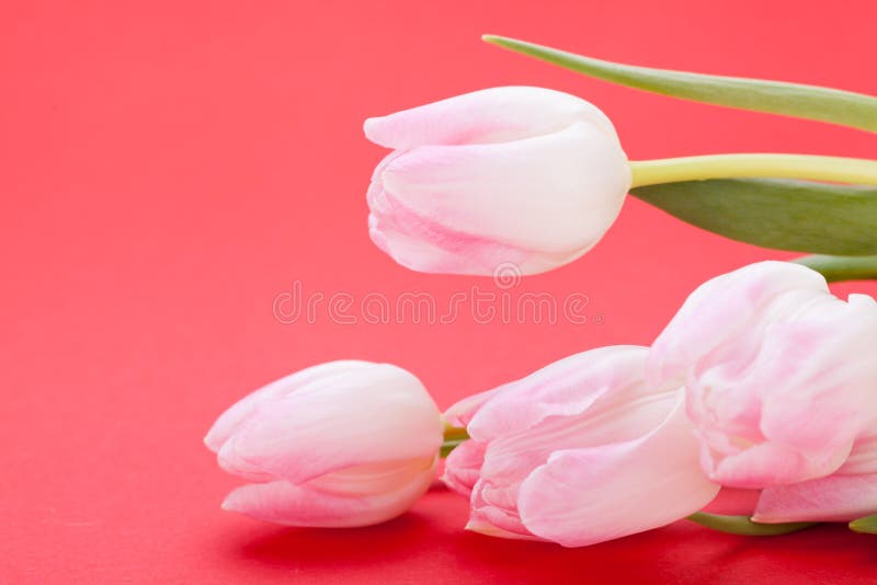 Spring Background of Dainty Pink Tulips Stock Image - Image of beauty ...
