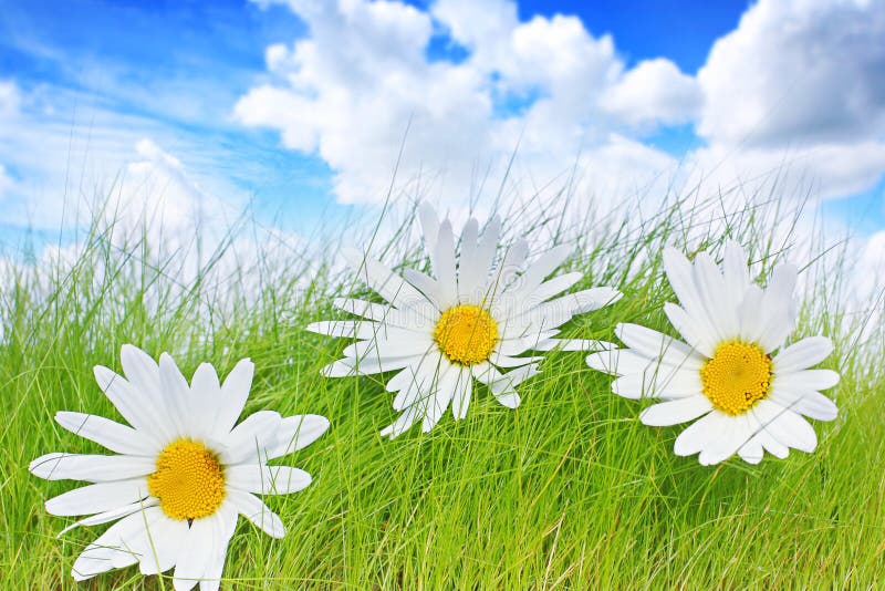 Spring Background with Daisies Stock Photo - Image of daisies, pretty ...