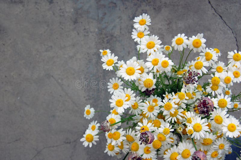 Spring Background with Daisies Stock Image - Image of natural, macro ...