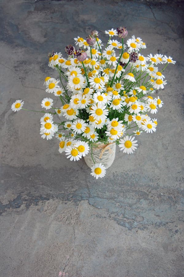 Spring Background with Daisies Stock Photo - Image of flower ...