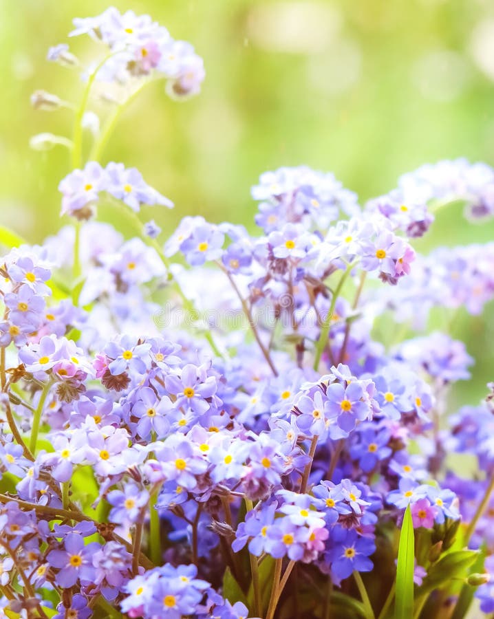 Spring Background of Delicate Blue Flowers of Forget-me-nots Stock ...